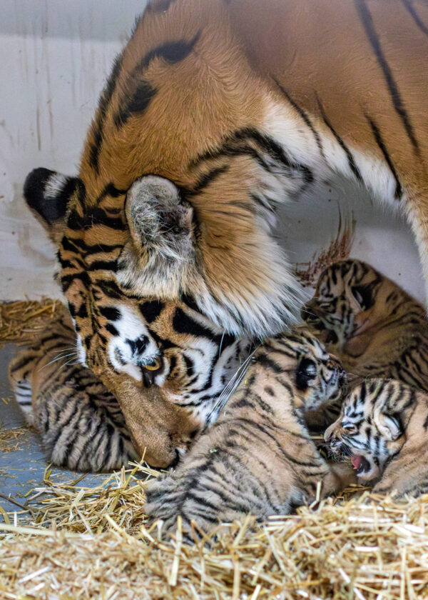 Amur tiger cubs conservation milestone for Minot zoo | News, Sports ...